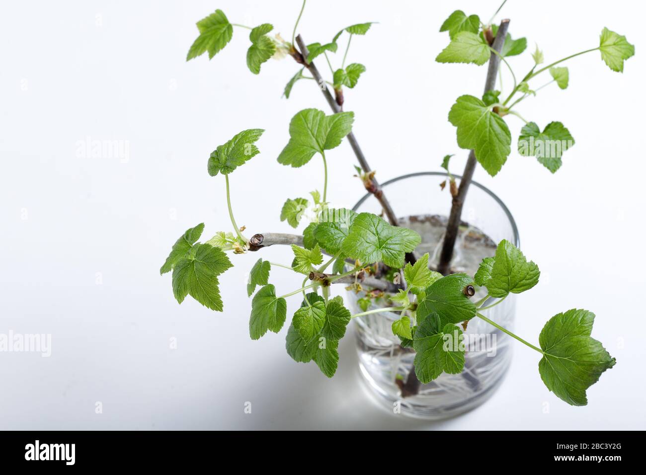 Fruit bush cuttings hi-res stock photography and images - Alamy