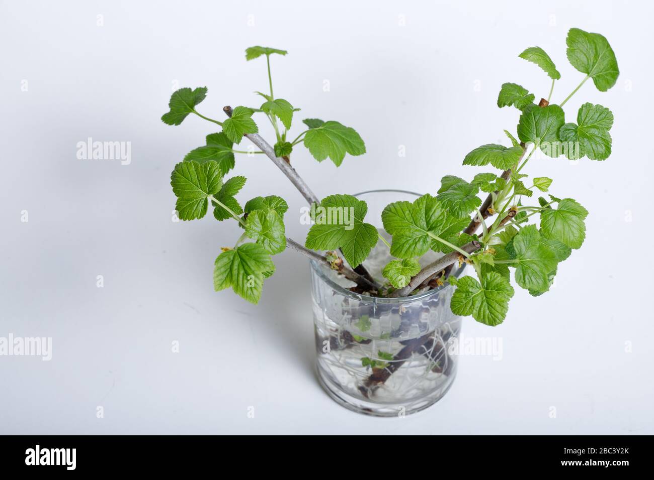 Cuttings of black currant on a white background. Cuttings Stock Photo ...