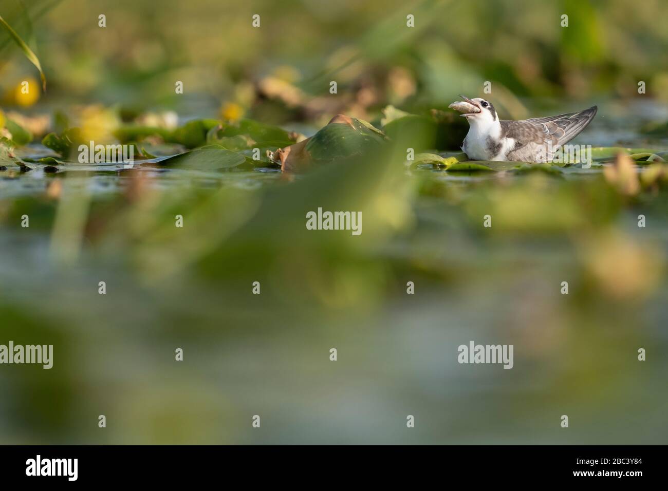 Niger delta fish hi-res stock photography and images - Alamy