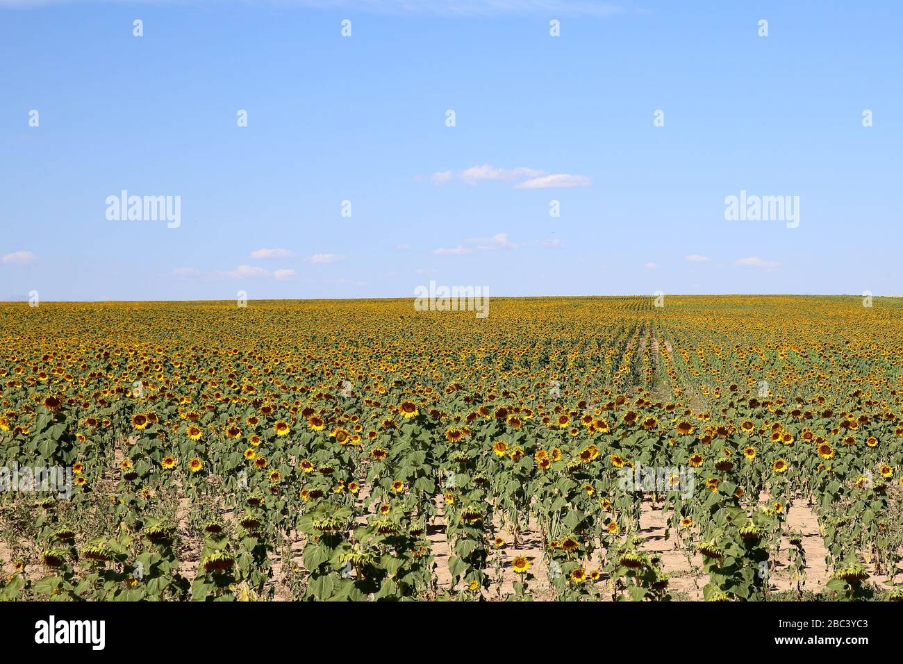 Beautiful Sunflower field during summer in Colorado Stock Photo - Alamy