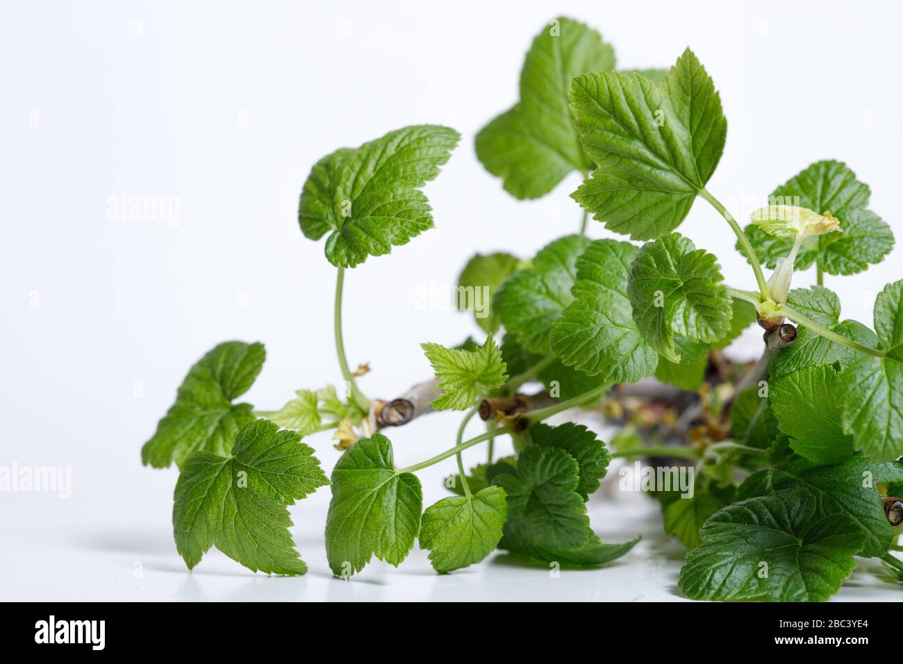 White currant cuttings hi-res stock photography and images - Alamy