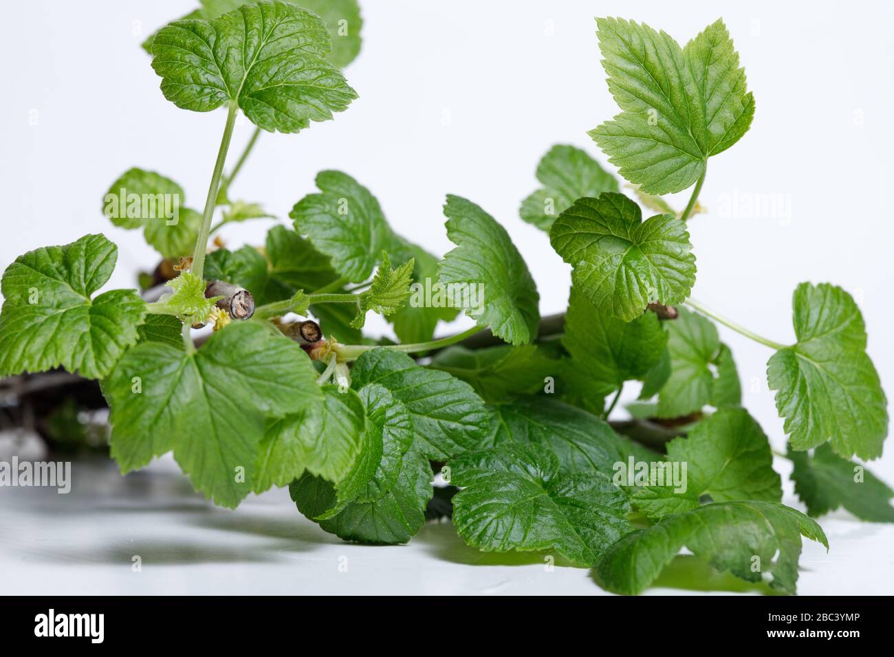Cuttings of black currant on a white background. Cuttings Stock Photo ...