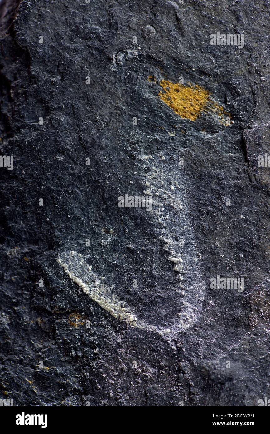 Graptolite hi-res stock photography and images - Alamy