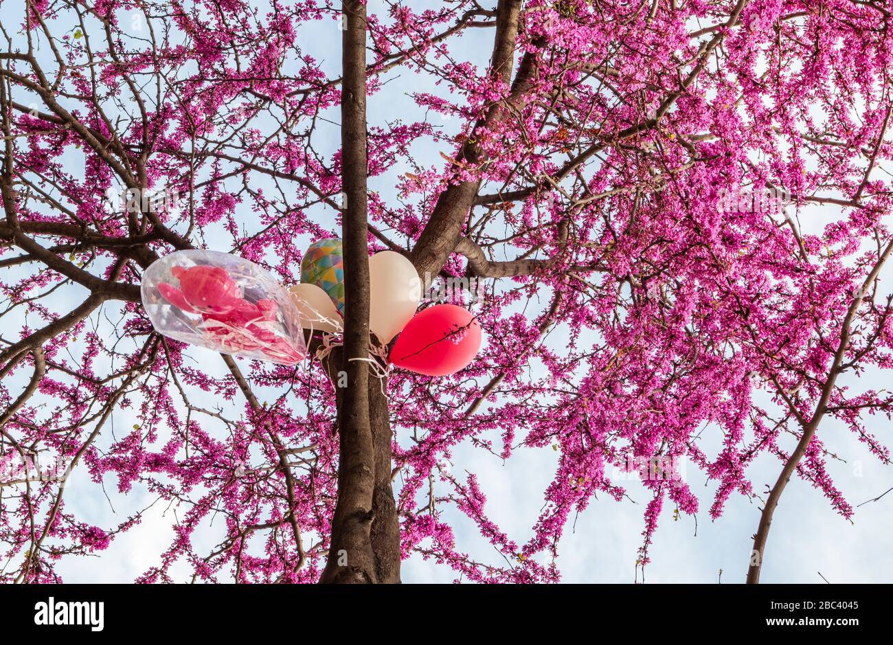 Nice tree with pink flowers and some trapped balloons Stock Photo - Alamy