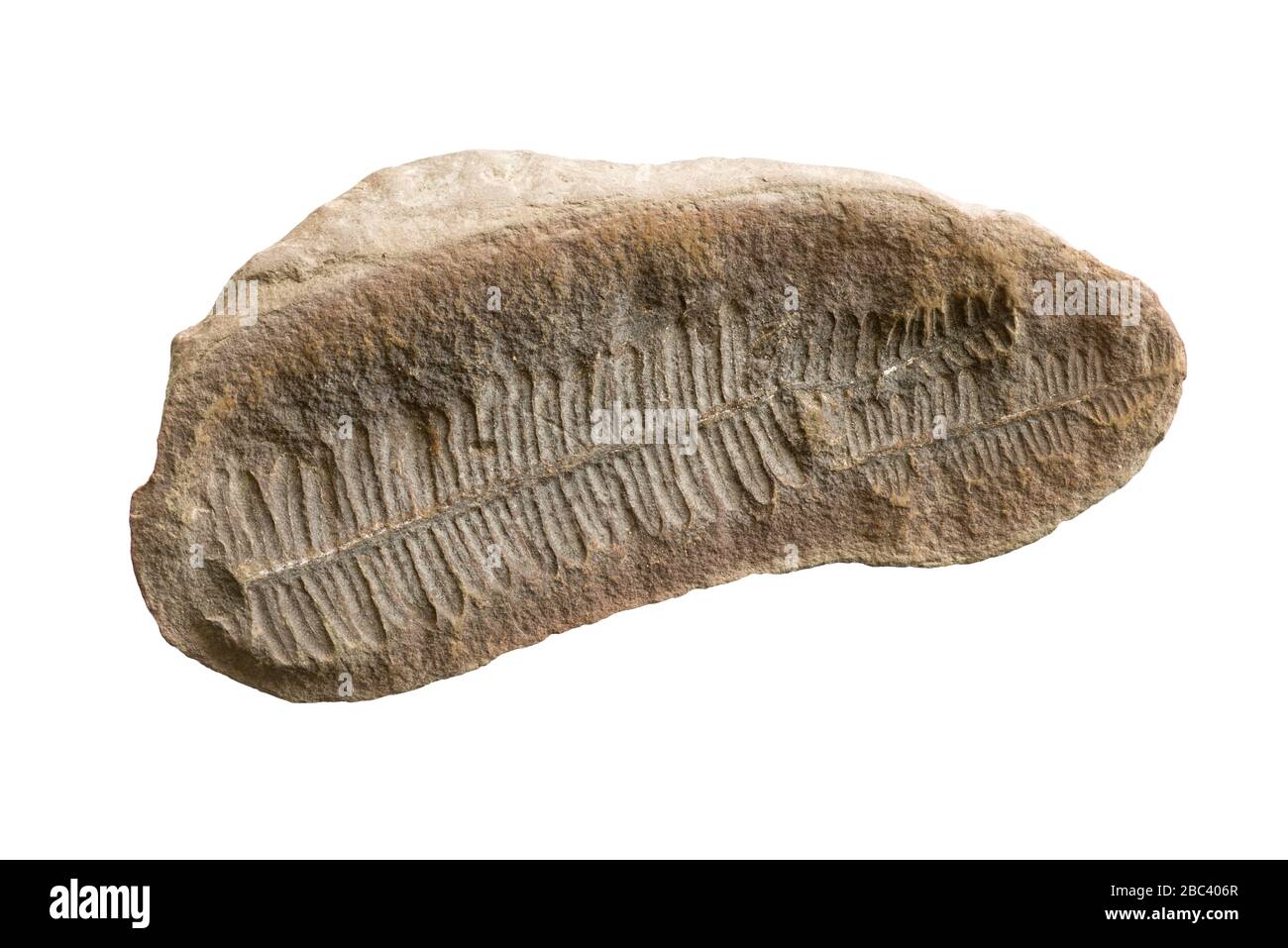 Fossil Tree Fern High Resolution Stock Photography and Images - Alamy