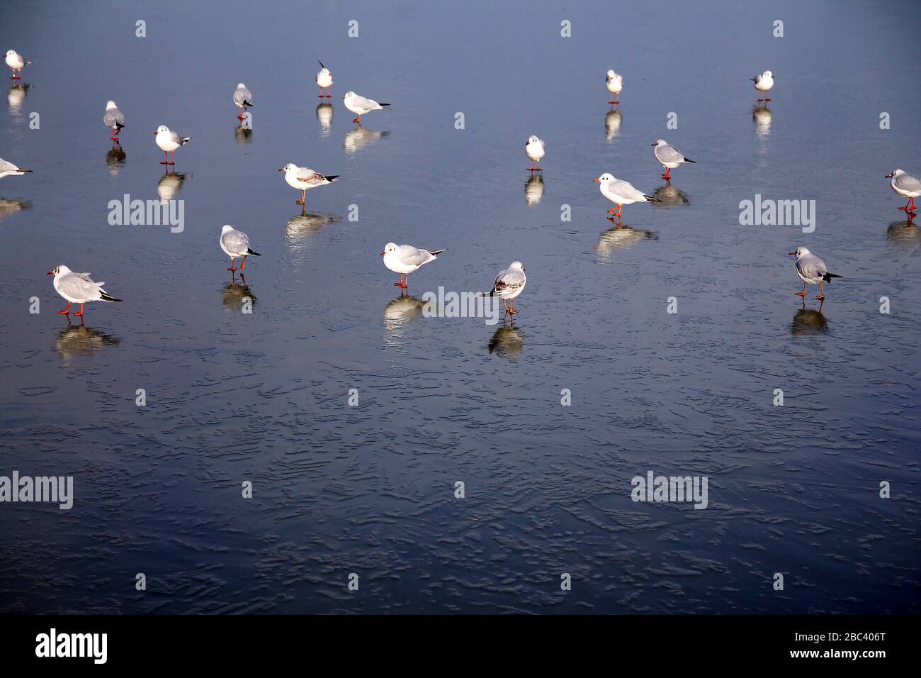 Resting place for birds hi-res stock photography and images - Alamy