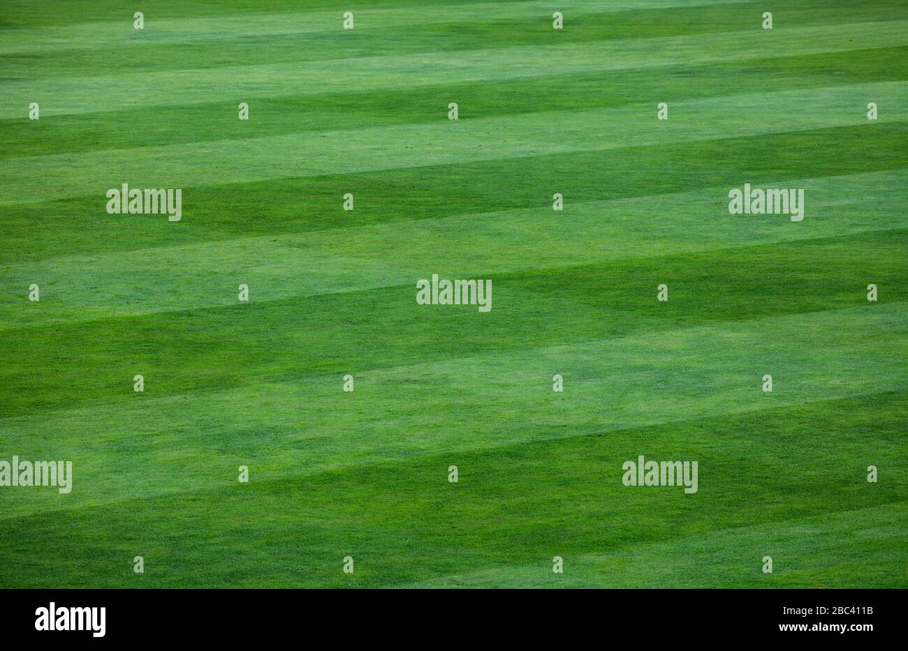 Vibrant green grass filling a field. The grass is divided into thick ...