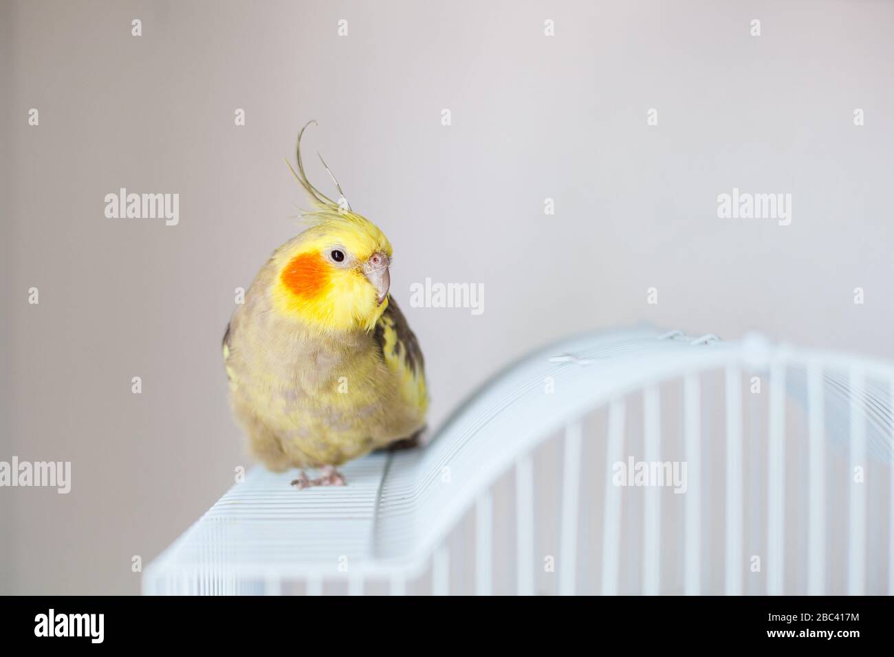 Cockatiel. Portrait, cute and curious young cockatiel, close up Stock ...
