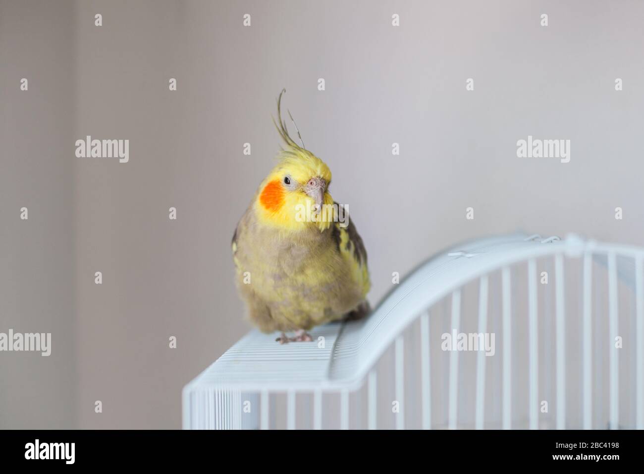Cockatiel. Portrait, cute and curious young cockatiel, close up Stock ...
