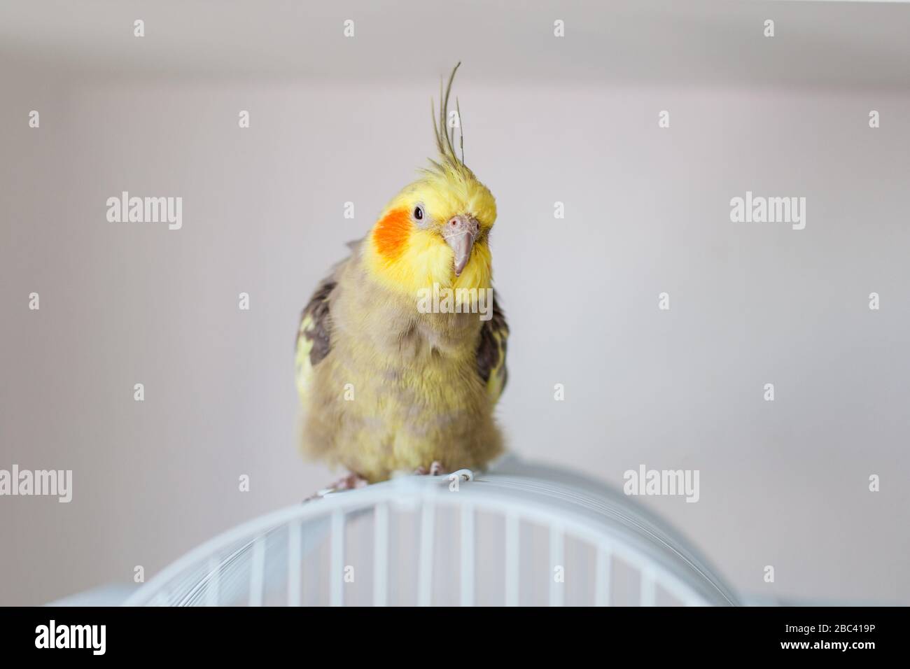 Cockatiel. Portrait, cute and curious young cockatiel, close up Stock ...