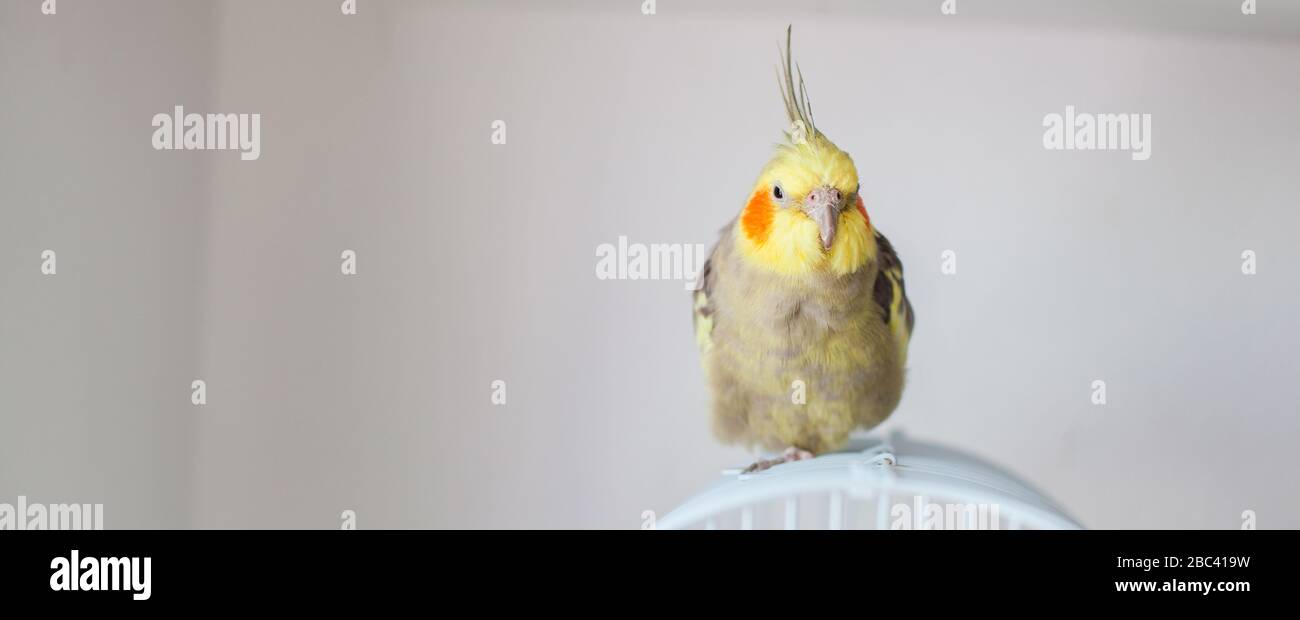Smart cockatiel hi-res stock photography and images - Alamy