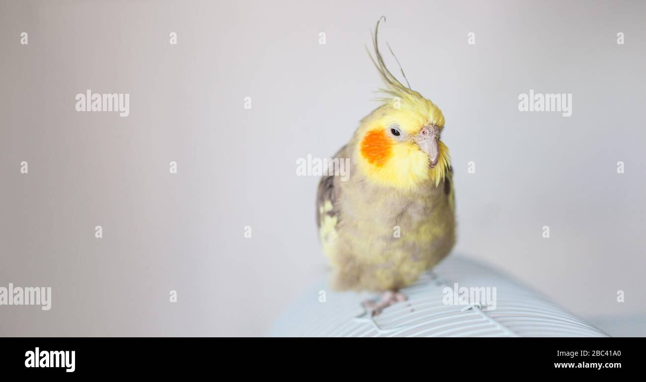 Smart Cockatiel High Resolution Stock Photography and Images - Alamy