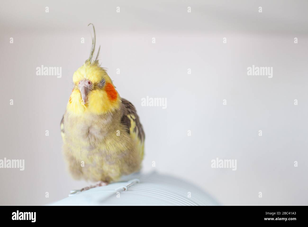 Cockatiel. Portrait, cute and curious young cockatiel, close up Stock ...