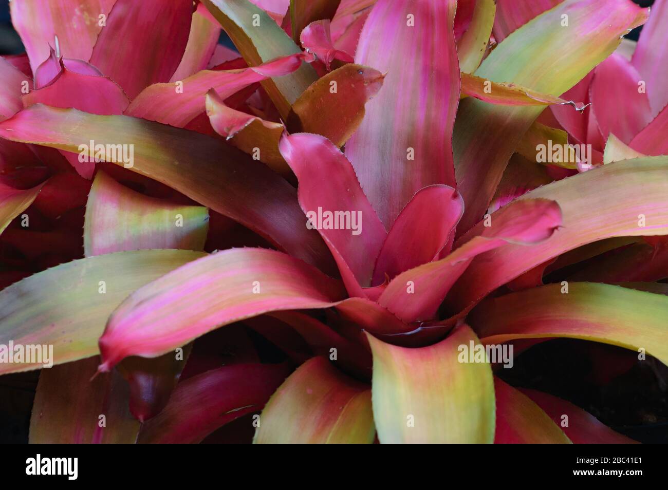 Bromeliads; Maui, Hawaii Stock Photo - Alamy