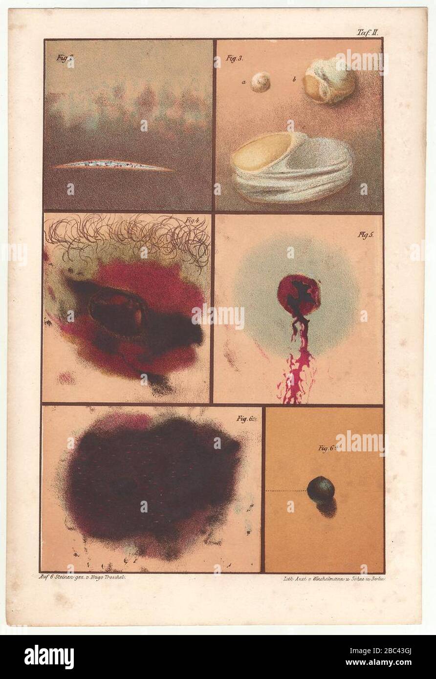 Gunshot effects illustration Stock Photo - Alamy