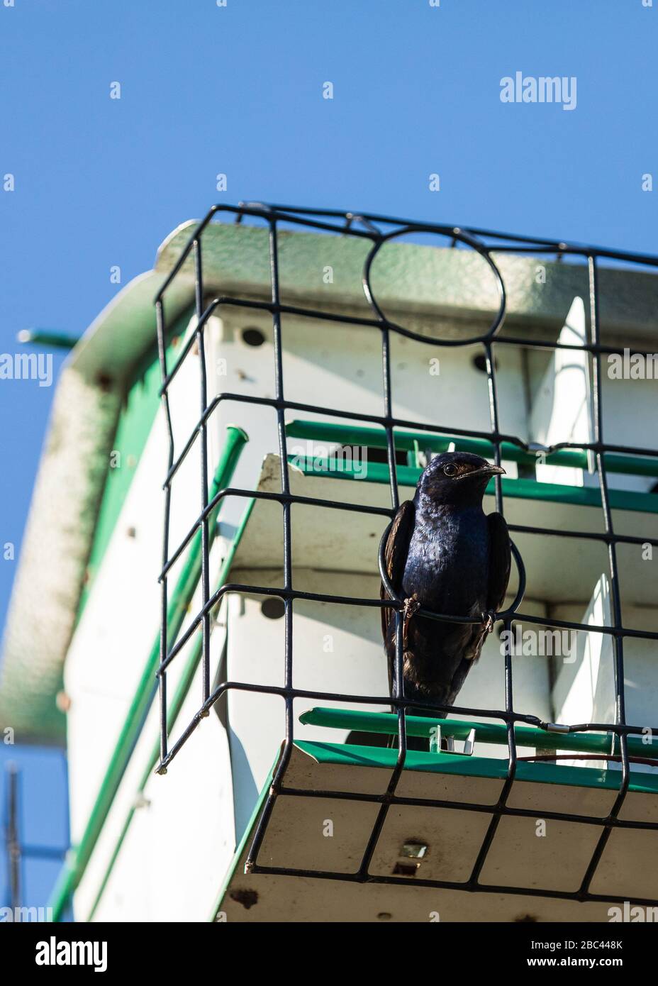 Purple martin Progne subis bird in a birdhouse in Sarasota, Florida ...