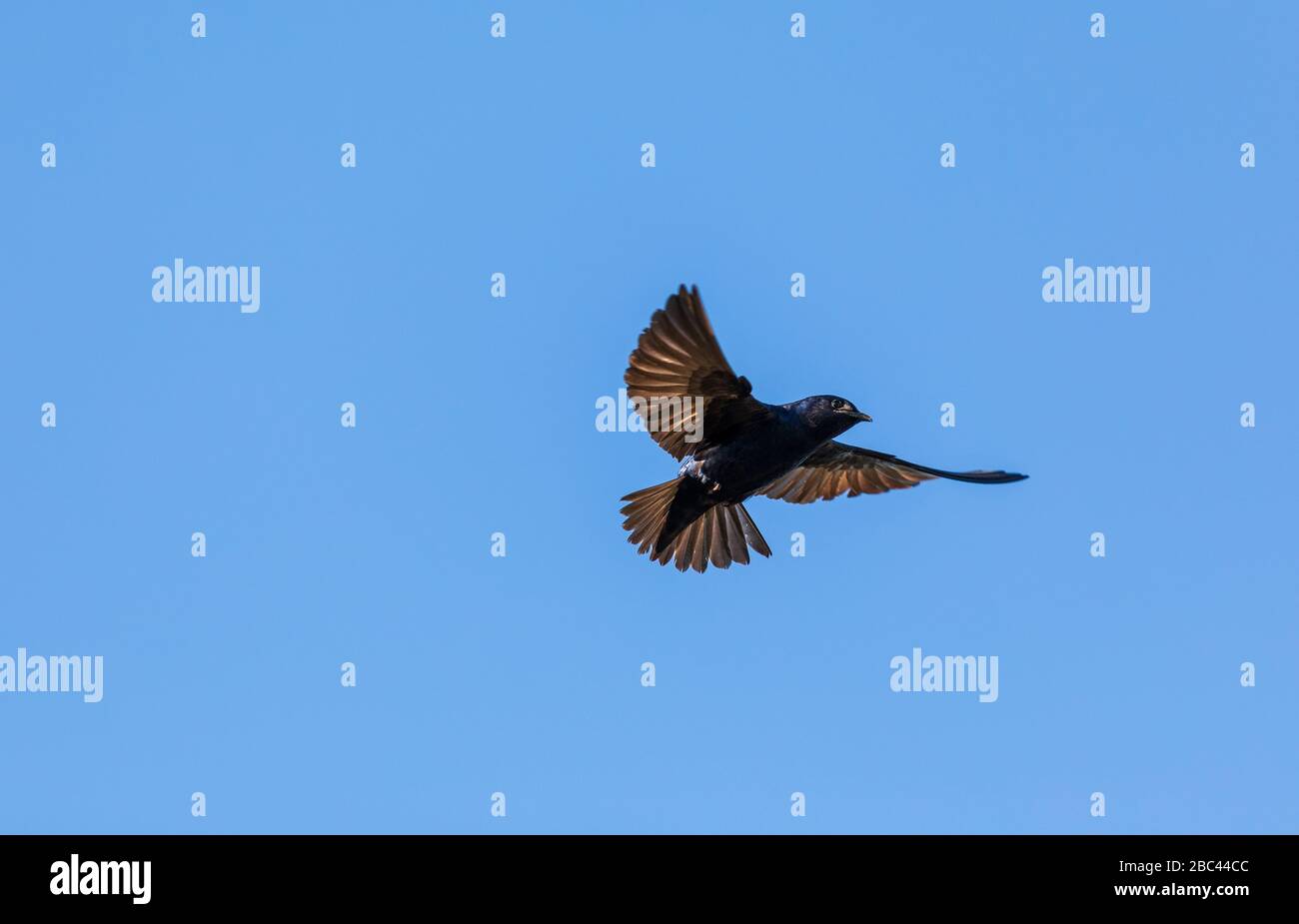 Flying Purple martin Progne subis bird in Sarasota, Florida Stock Photo ...