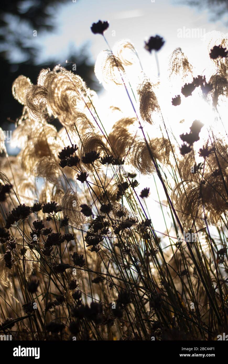 Backlit Backlighting Sunlight Flowers Plants Nature Leaves Sunset at ...