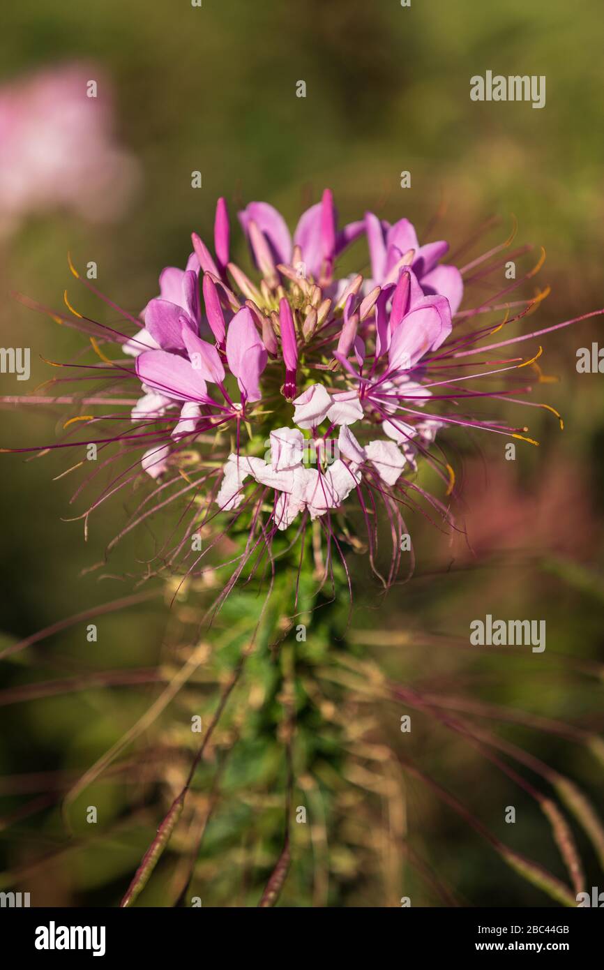 Pink Cleome flowers Cleome hassleriana is also called the spider flower ...