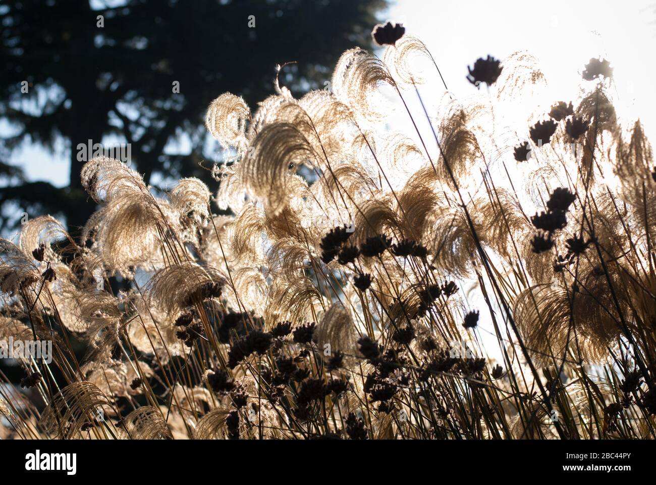 Backlit Backlighting Sunlight Flowers Plants Nature Leaves Sunset at ...