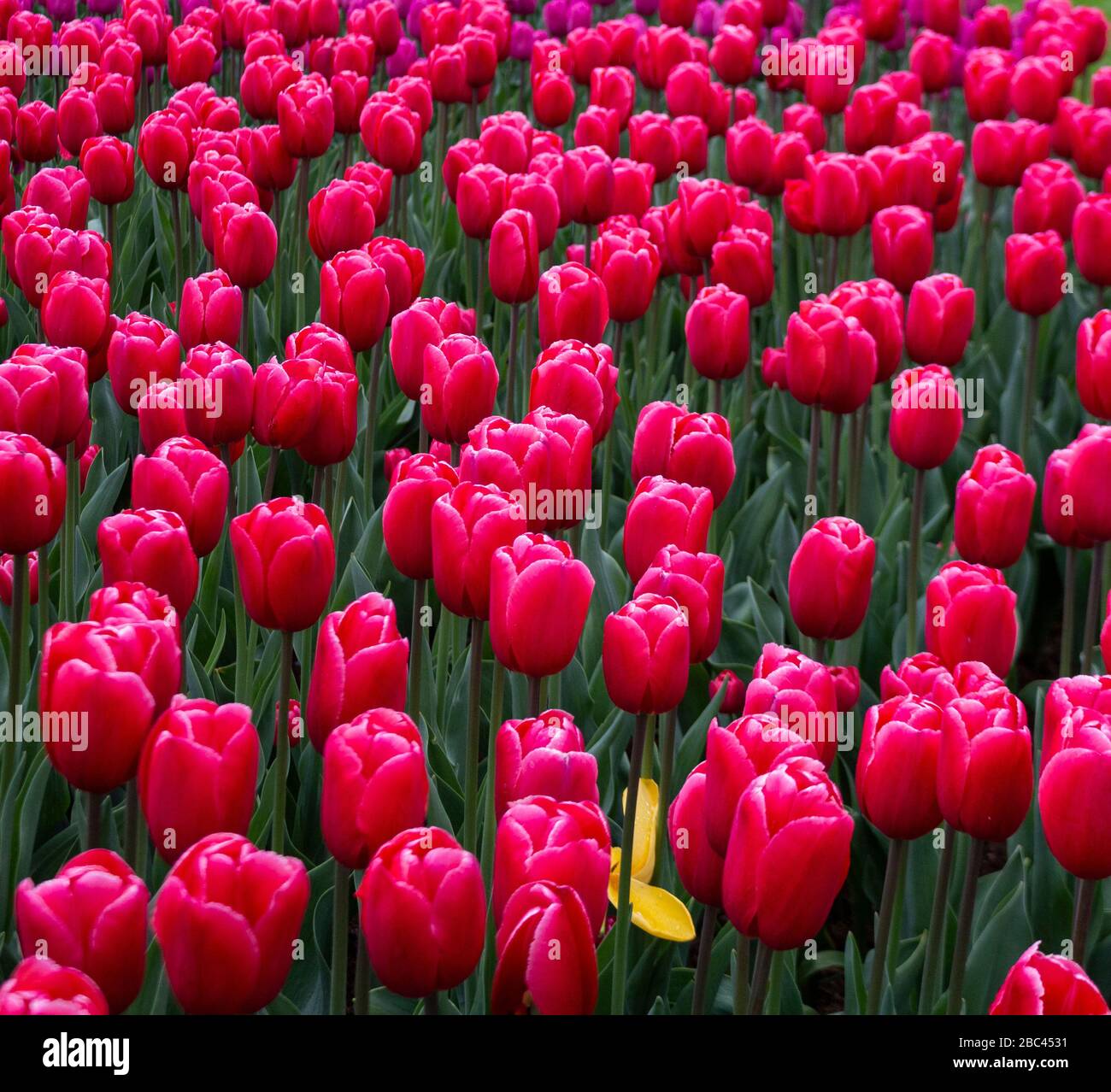 Blooming fuchsia colored tulips Keukenhof worlds largest flower garden ...