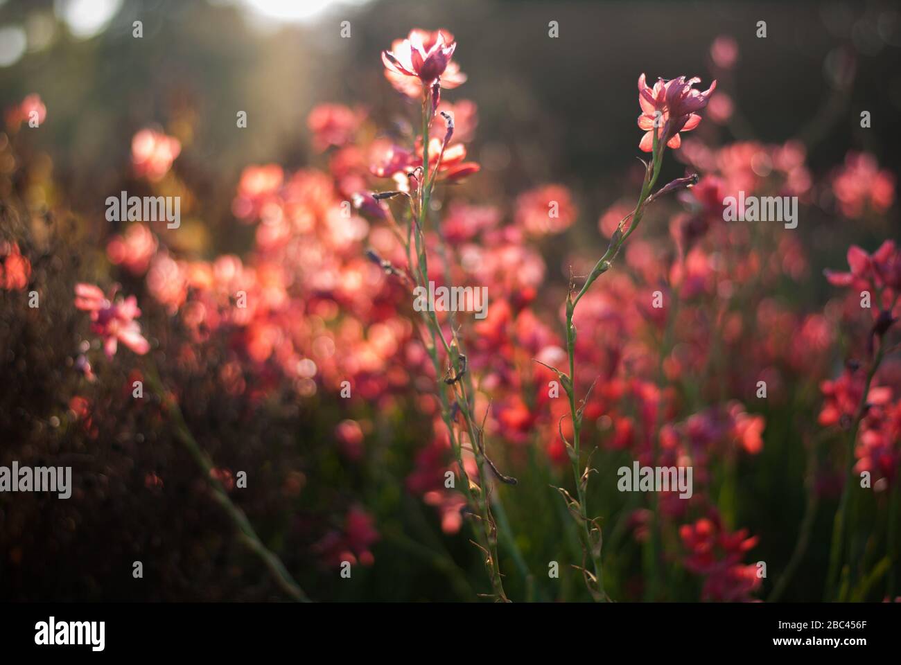 Red Pink Backlit Backlighting Sunlight Flowers Plants Nature Leaves ...