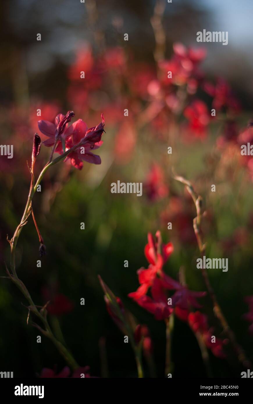 Red Pink Backlit Backlighting Sunlight Flowers Plants Nature Leaves ...