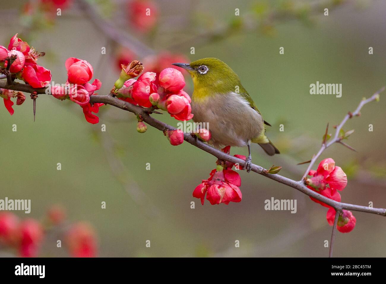 Zosterops japonicus animals hi-res stock photography and images - Alamy
