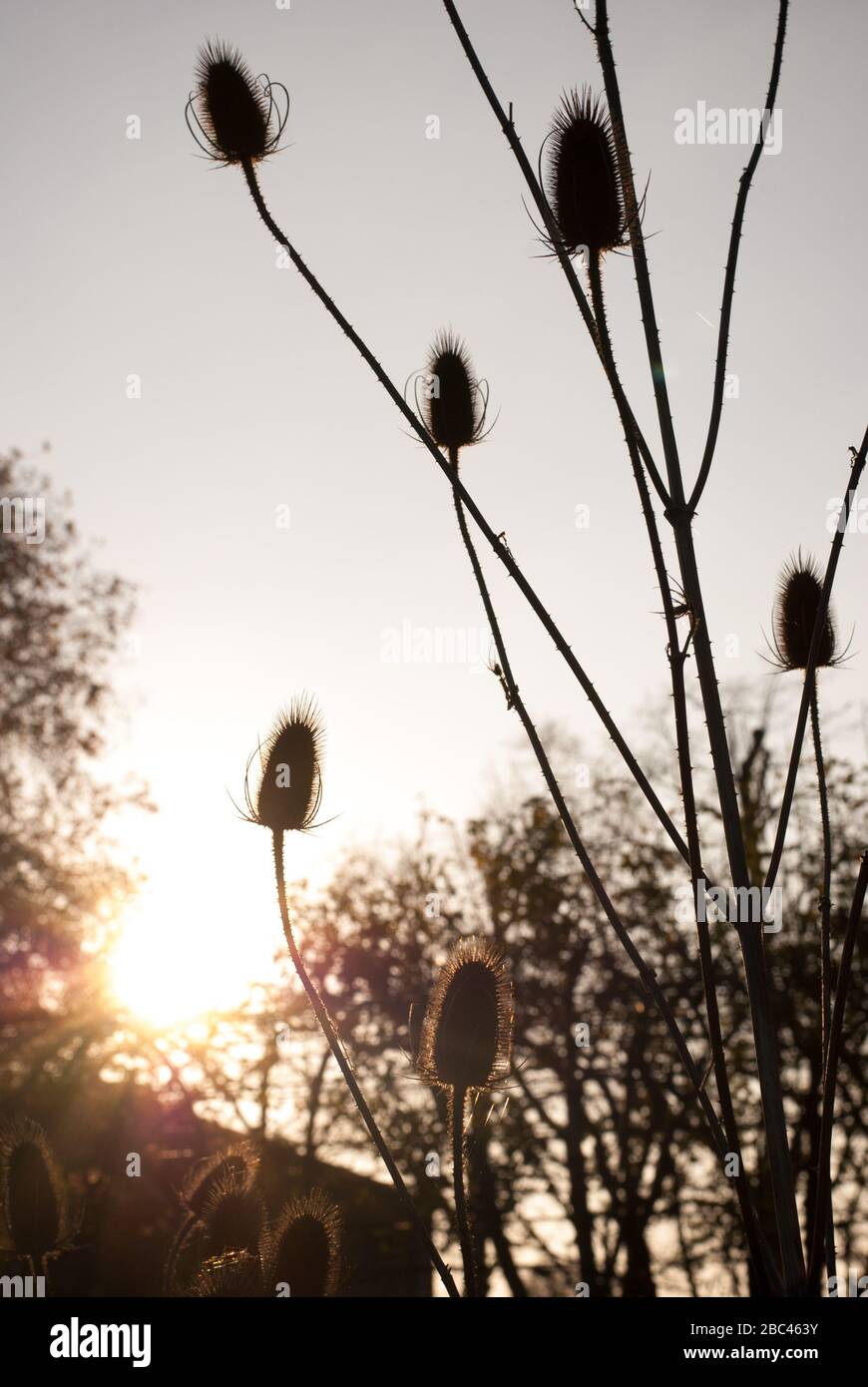 Backlit Backlighting Sunlight Flowers Plants Nature Leaves Sunset at ...