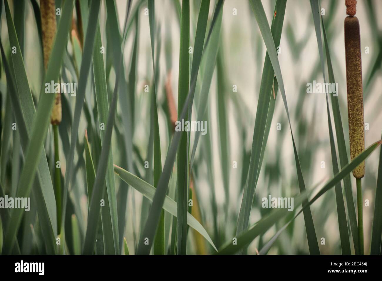 Reeds on the Lake . Swamp, reeds, water, plant, horsetail Stock Photo ...