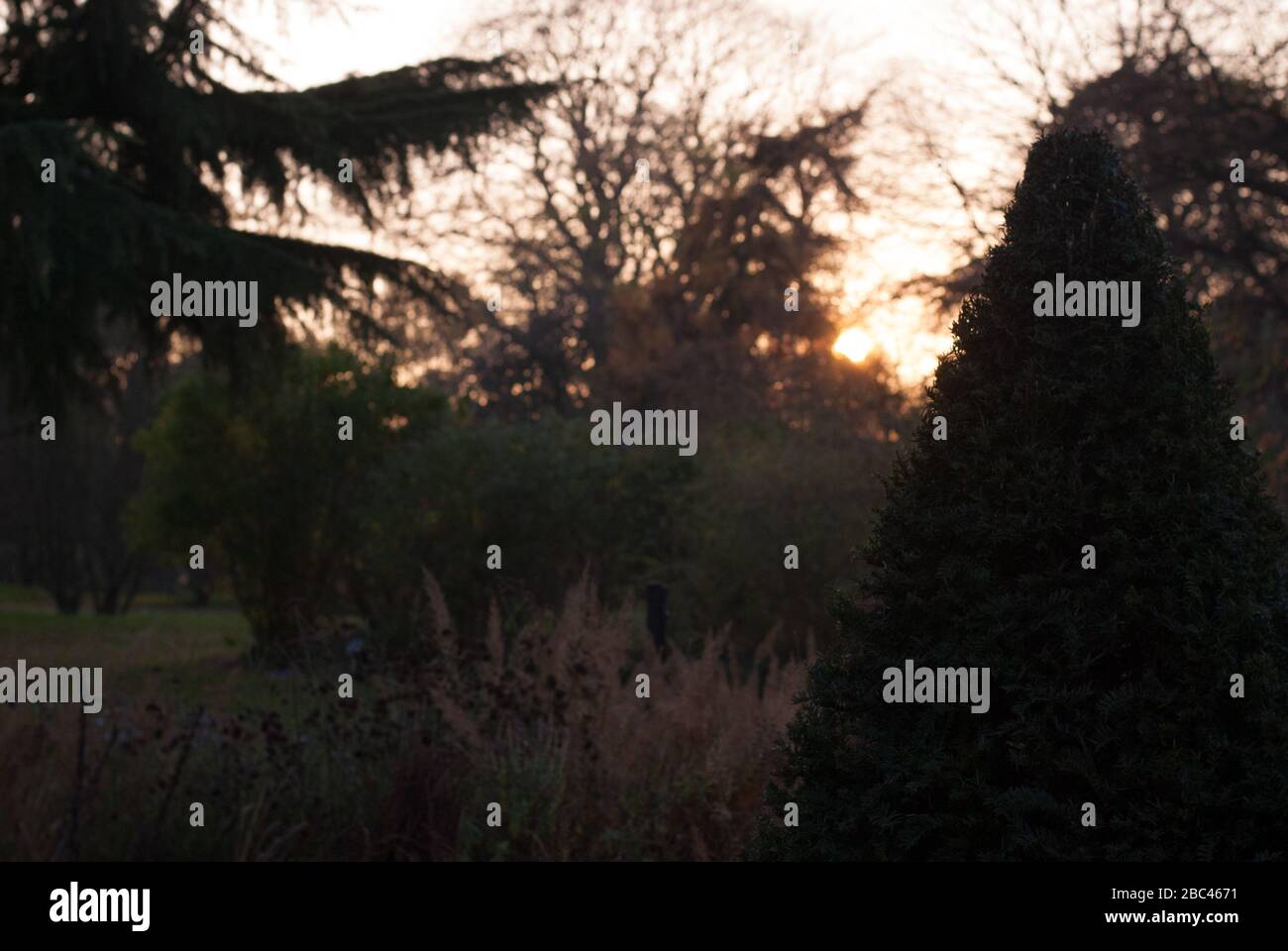 Broad Walk Border Trees Plants Royal Botanical Gardens Kew Gardens ...