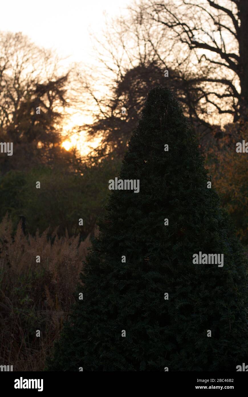 Broad Walk Border Trees Plants Royal Botanical Gardens Kew Gardens ...