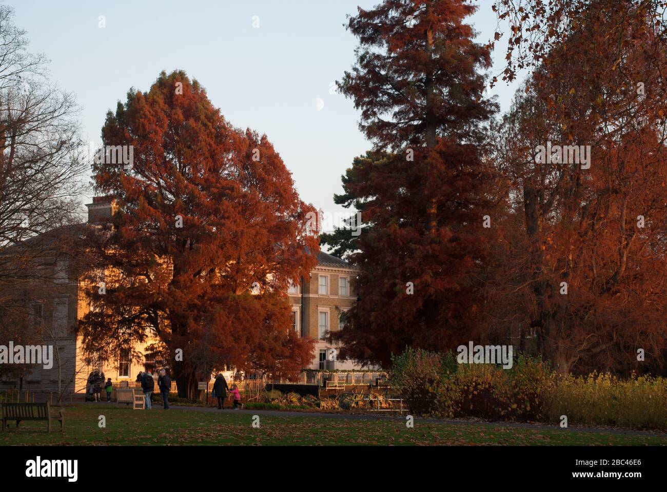 Broad Walk Border Trees Plants Royal Botanical Gardens Kew Gardens ...
