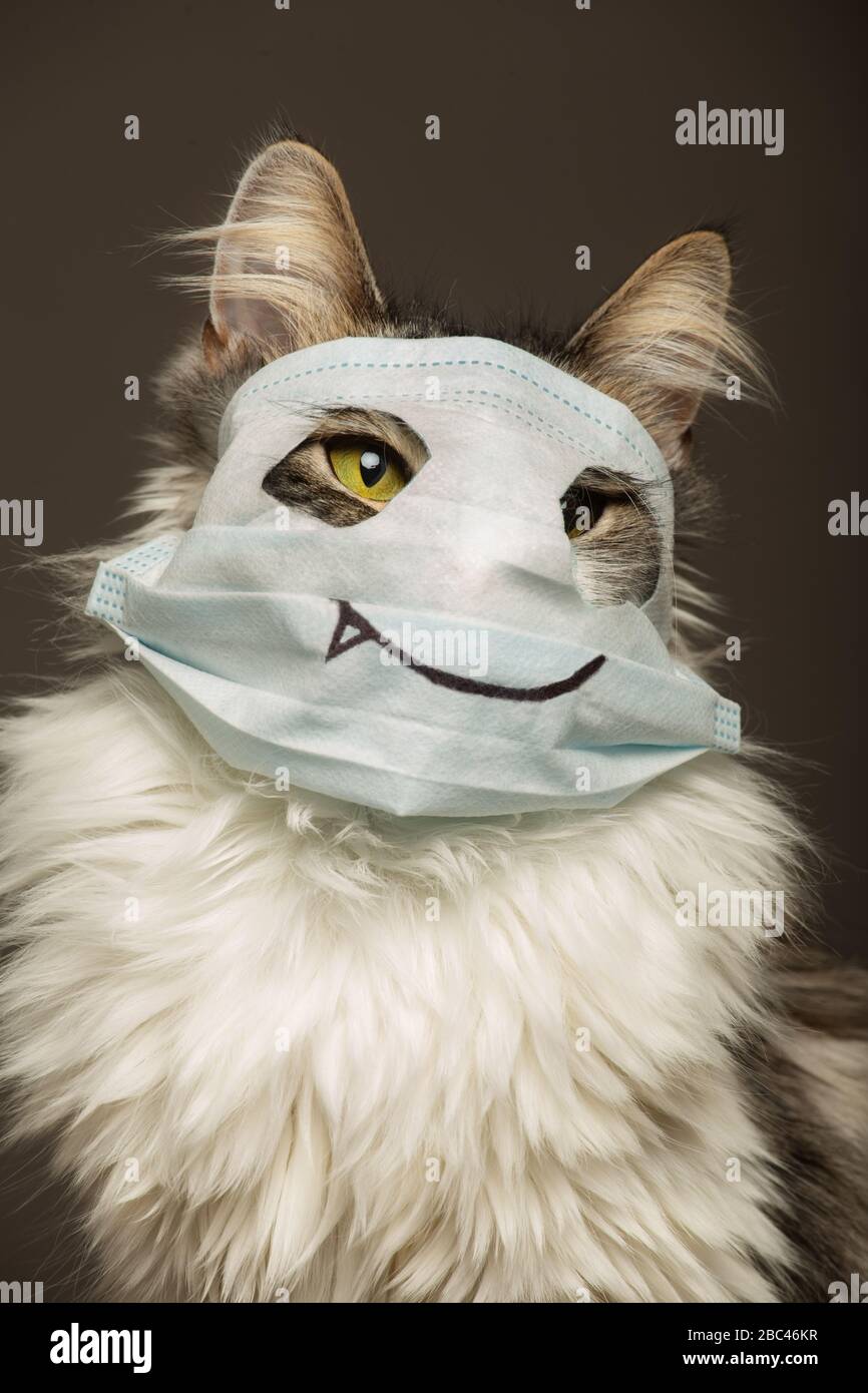 domestic cat with medical protective mask with smile on gray background ...