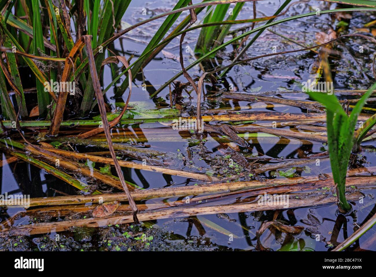 Blue marsh lake hi-res stock photography and images - Alamy