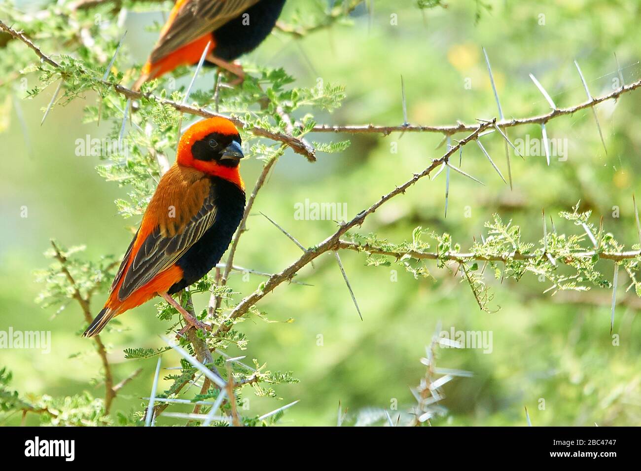 A Southern Red Bishop bird, perching in an acia tree Stock Photo - Alamy