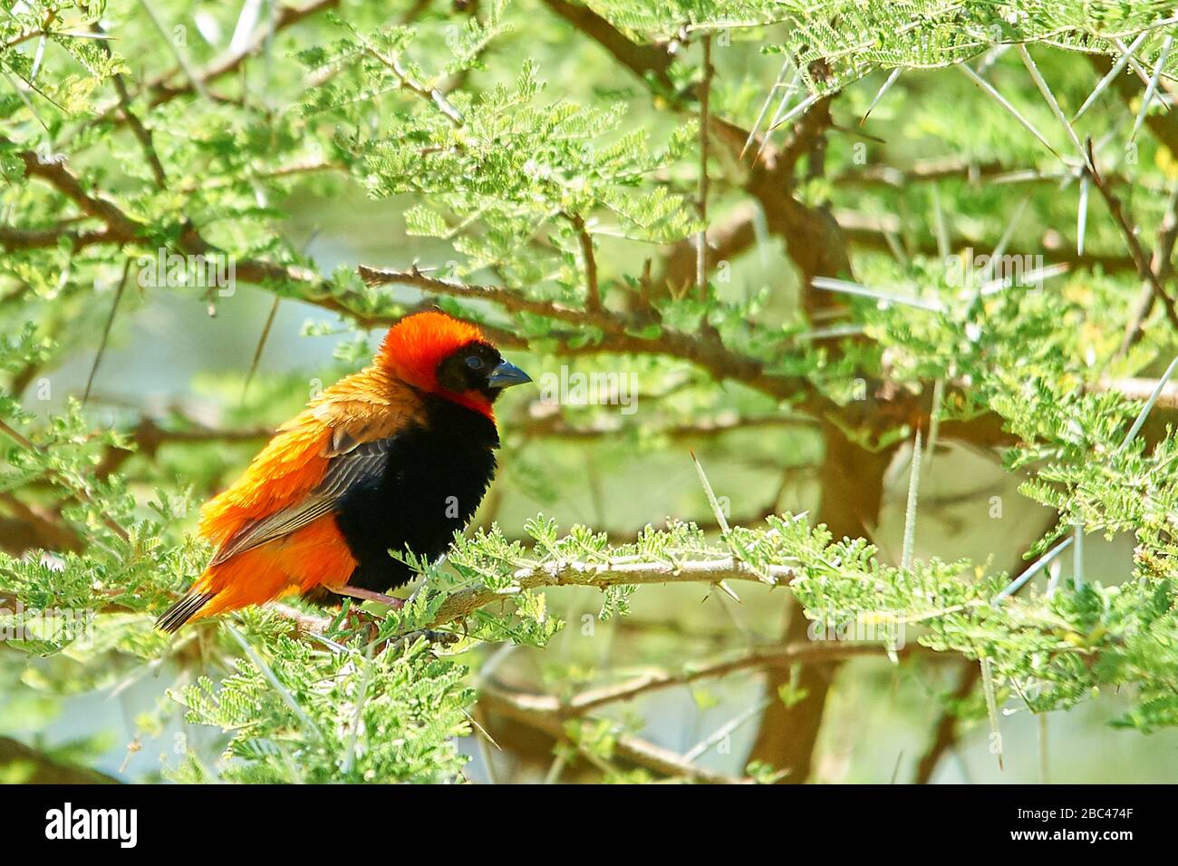 Red bishop bird hi-res stock photography and images - Alamy