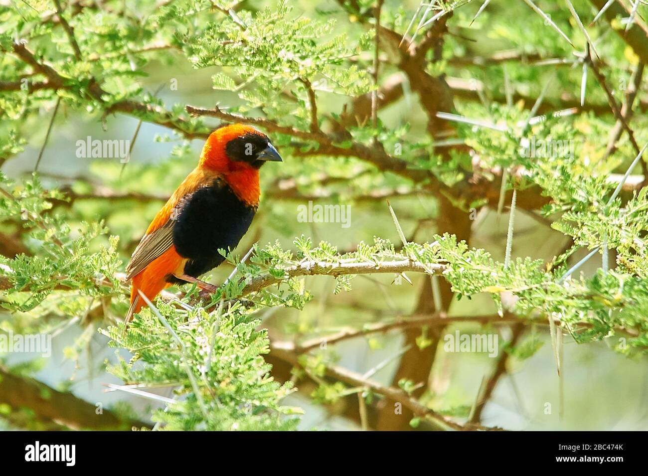 Red bishop bird hi-res stock photography and images - Alamy