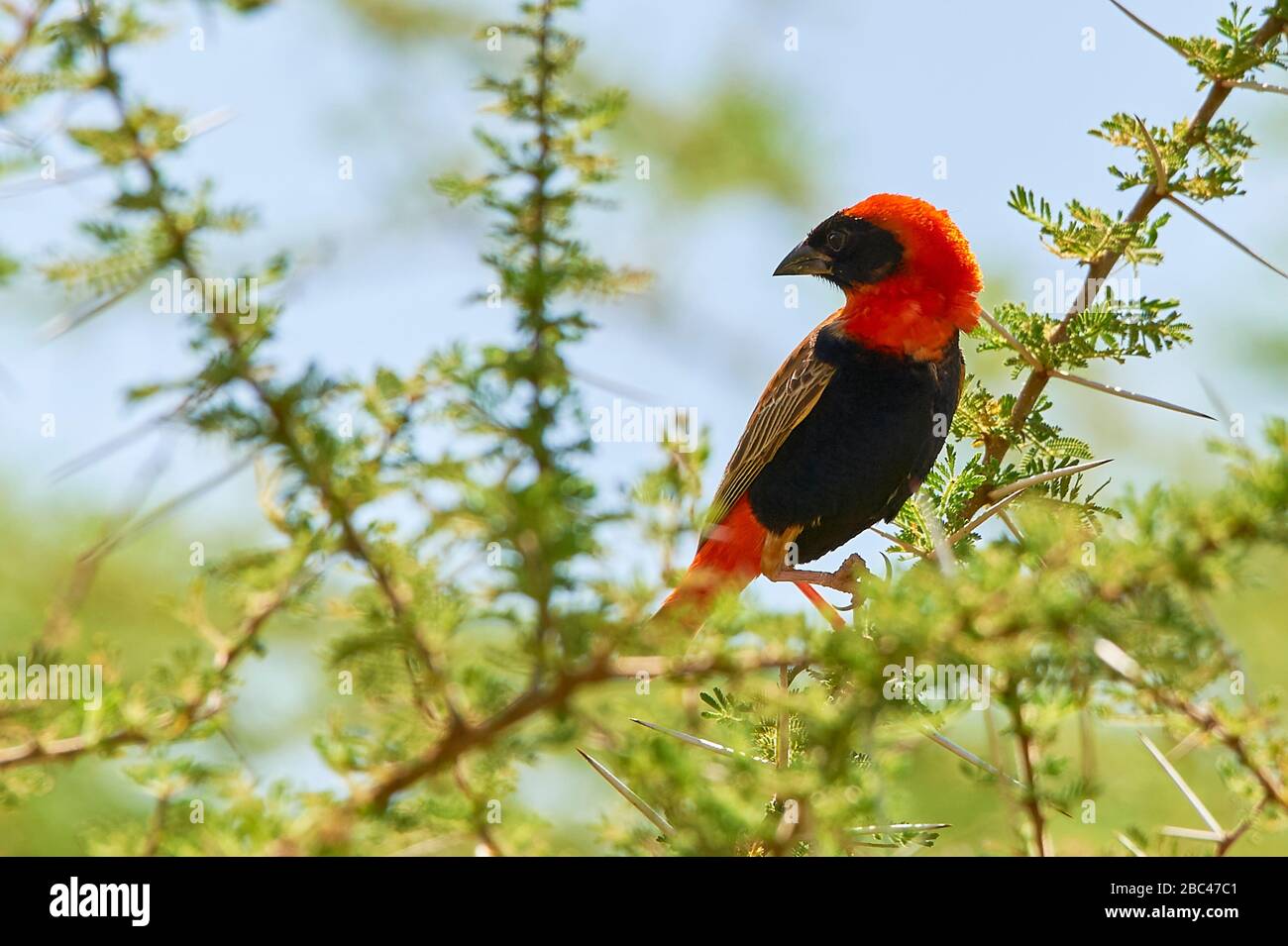 A Southern Red Bishop bird, perching in an acia tree Stock Photo - Alamy