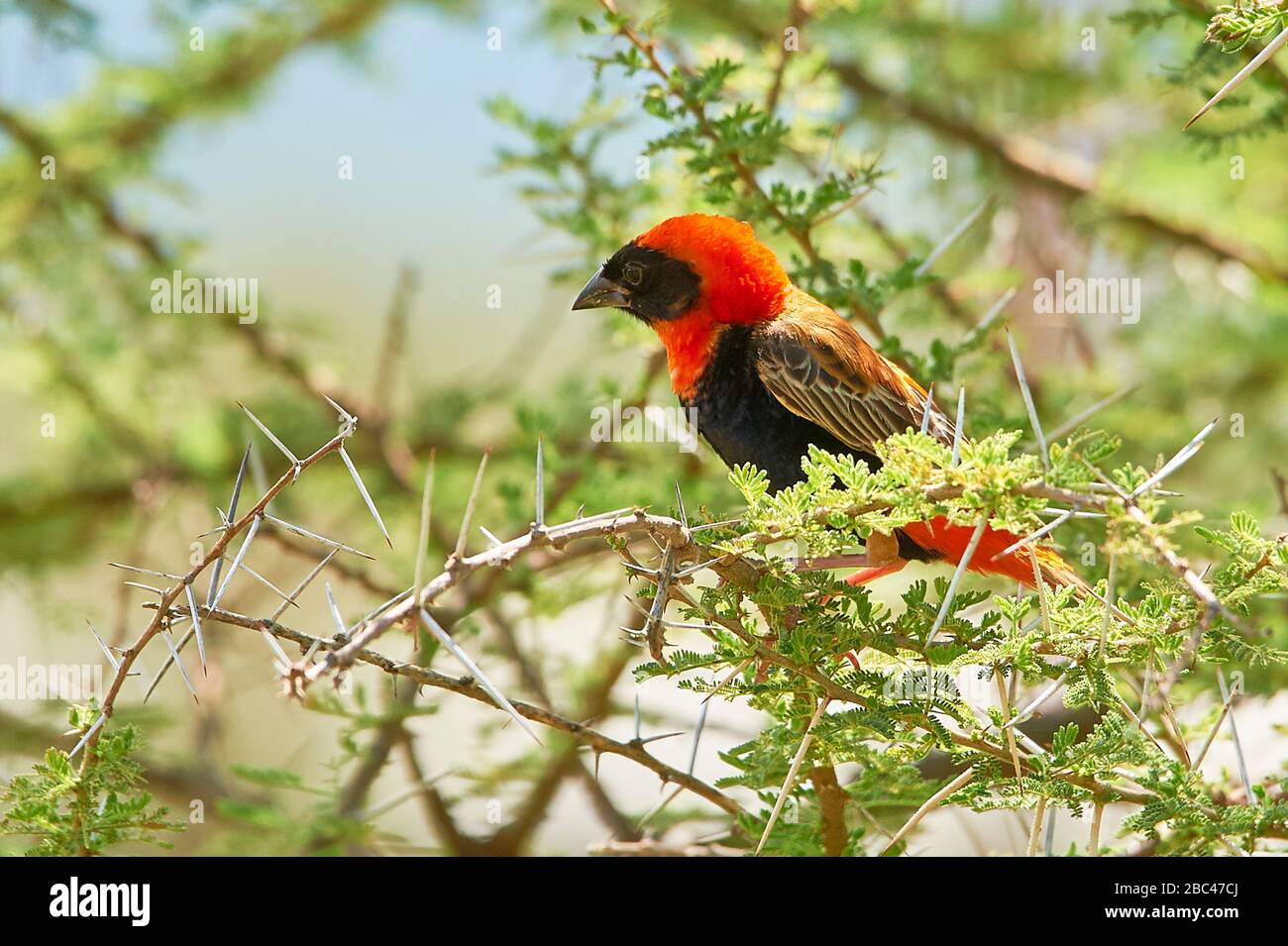 A Southern Red Bishop bird, perching in an acia tree Stock Photo - Alamy