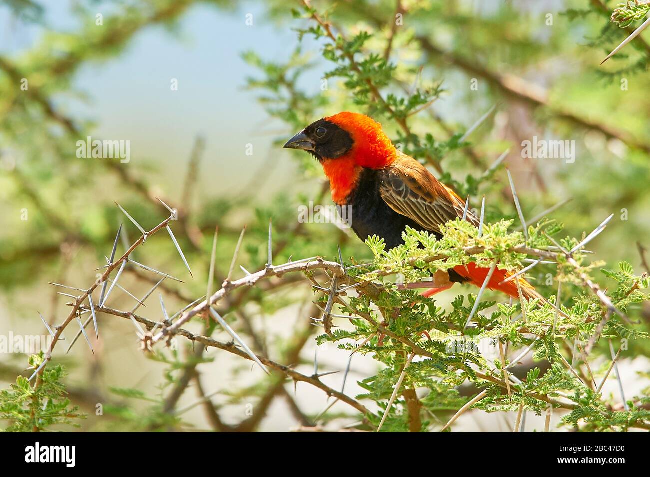 A Southern Red Bishop bird, perching in an acia tree Stock Photo - Alamy
