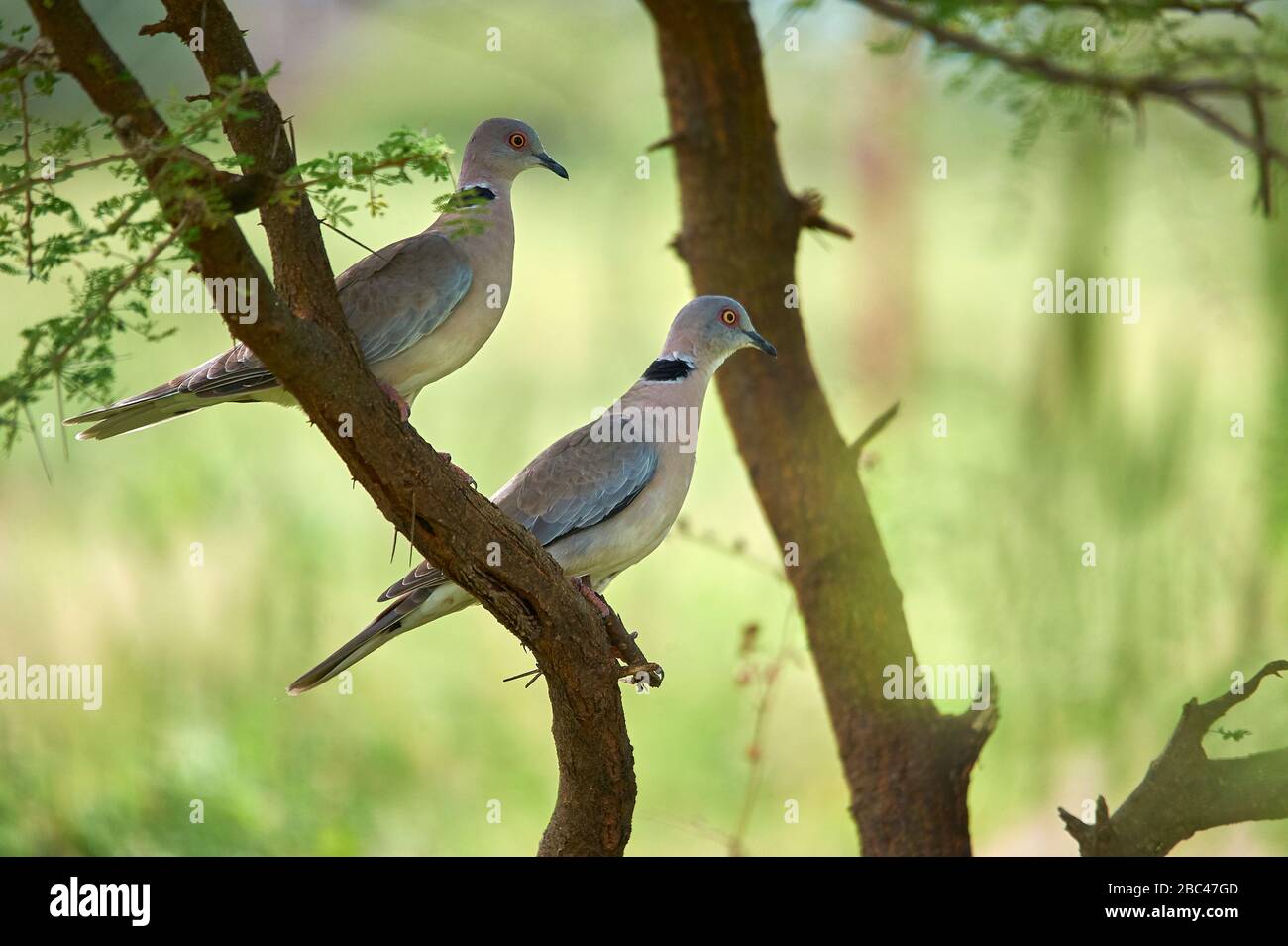 A pair of African Mourning Dove sitting in an acacia tree Stock Photo ...