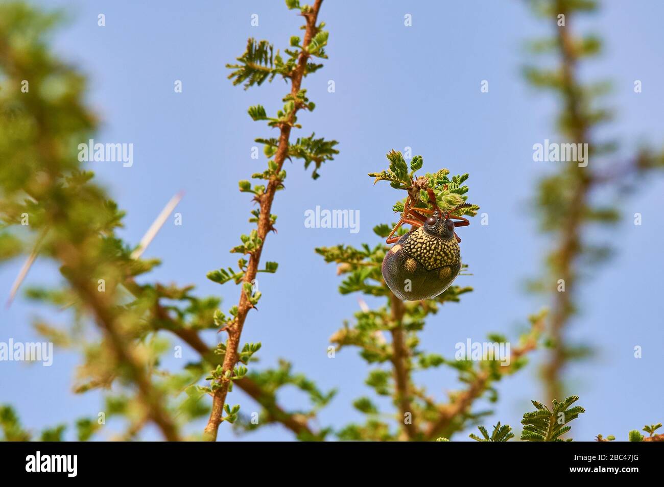 Acacia beetle hi-res stock photography and images - Alamy