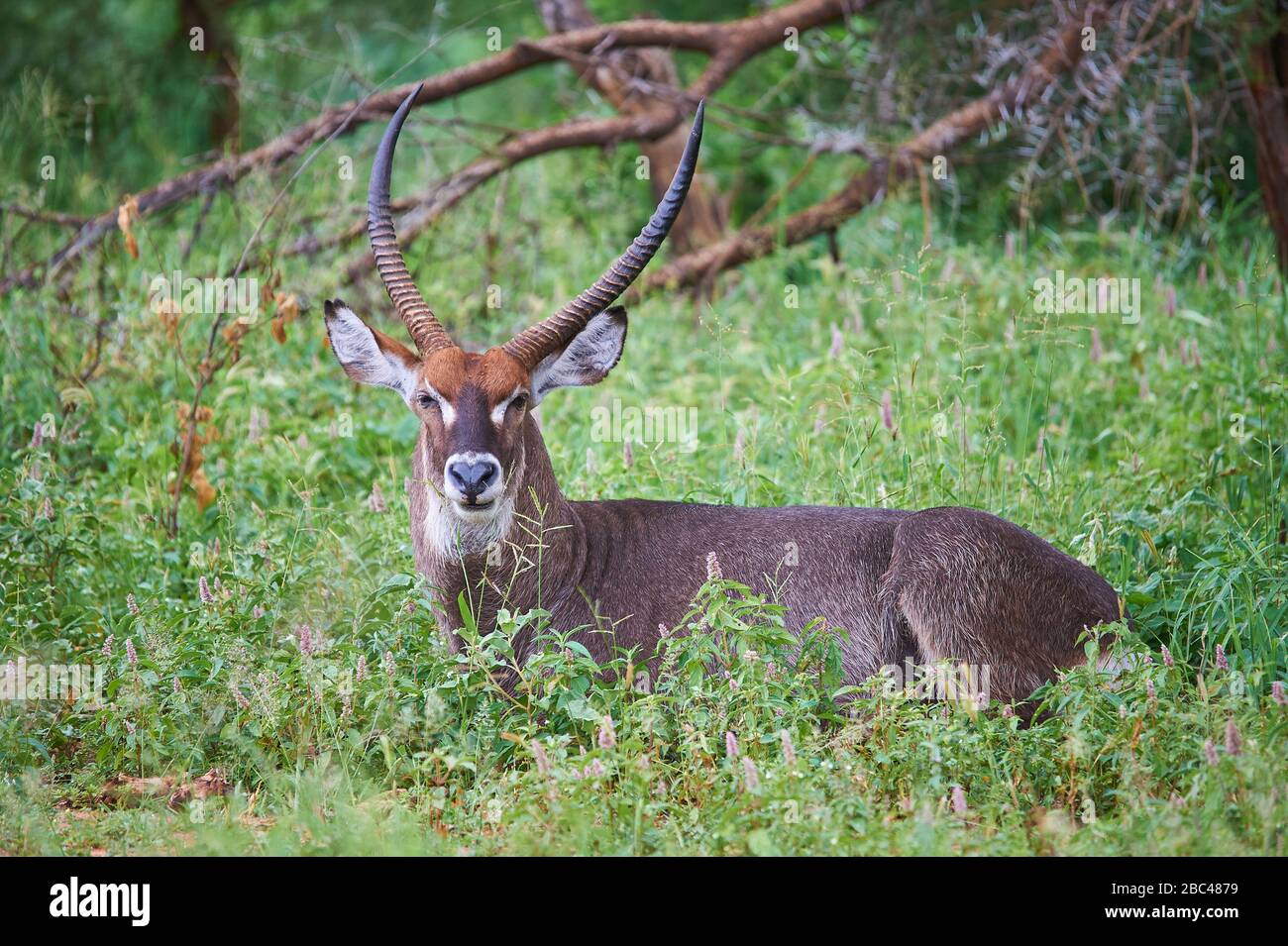 Resting in the wild hi-res stock photography and images - Alamy