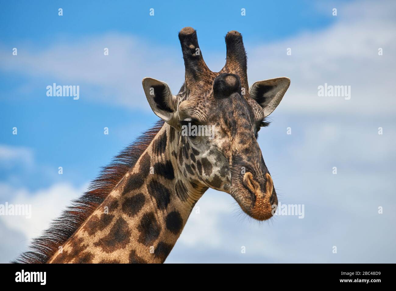 Close up of a giraffe, Tanzania's coat of arms animal Stock Photo - Alamy