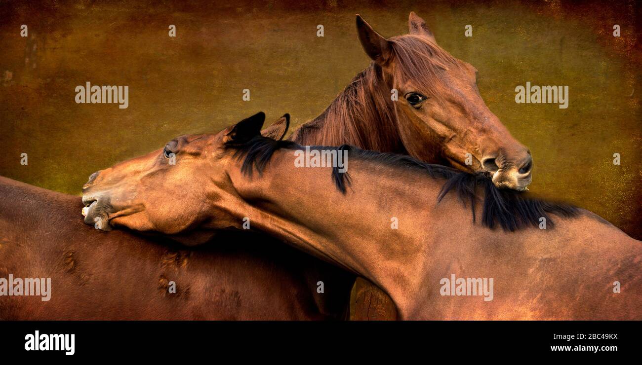 Horses grooming each other with their teeth Stock Photo - Alamy