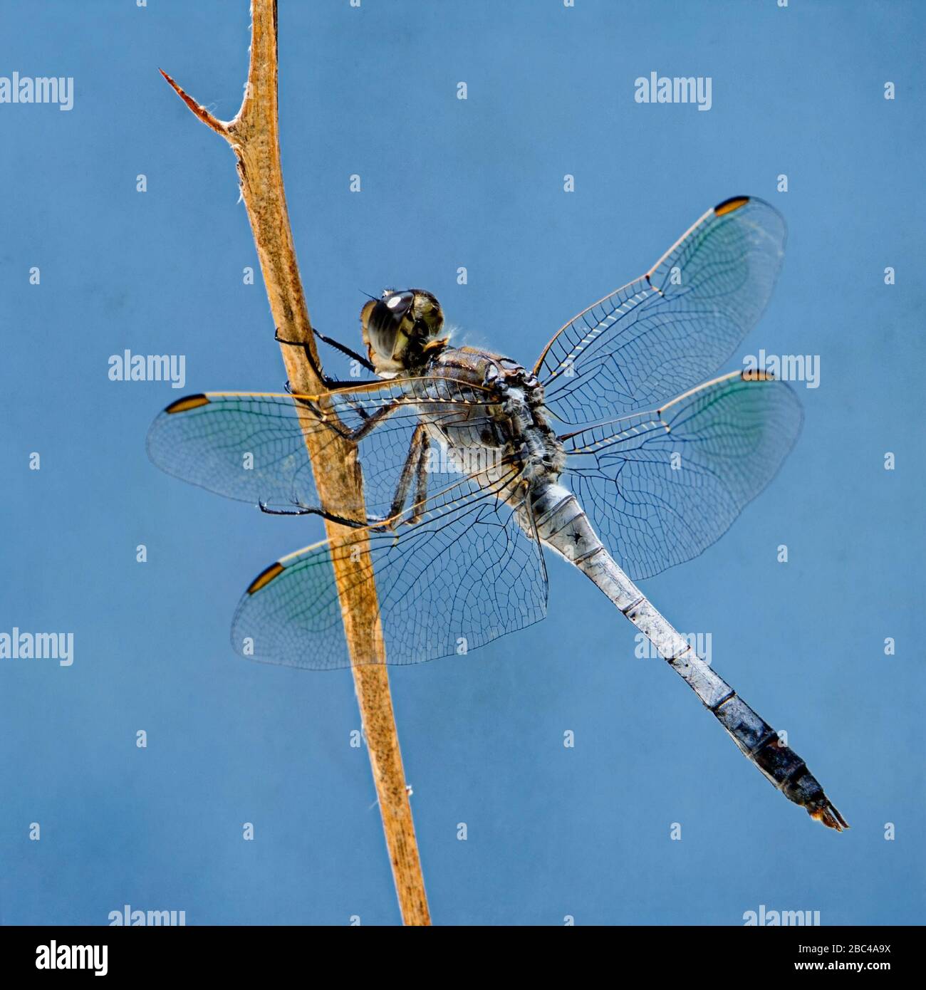 A dragonfly on a stick with a blue background Stock Photo - Alamy