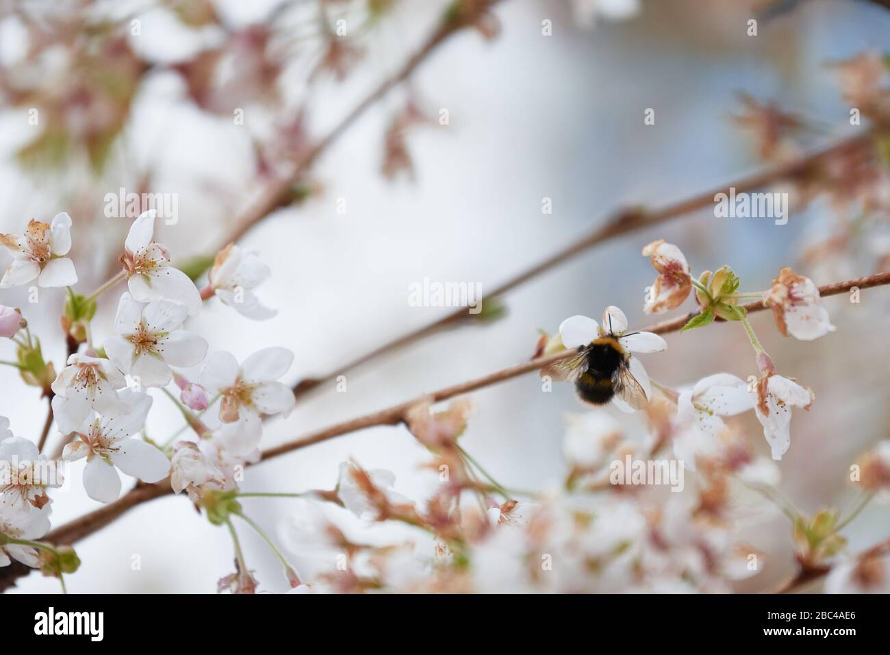A Bumblebee (Bombus) harvesting pollen from cherry blossoms on a pastel ...
