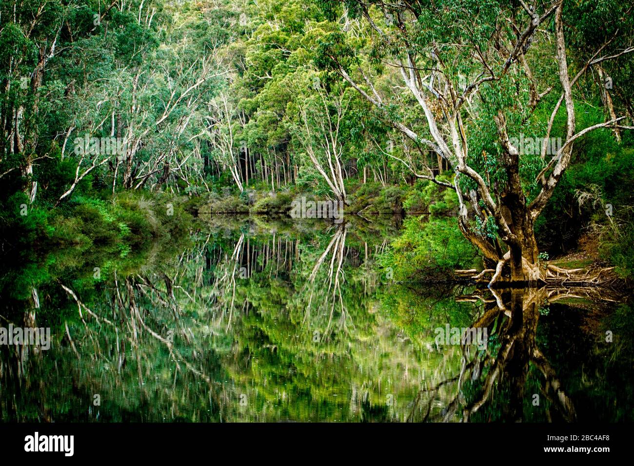 Reflections of trees in the river at Lane Poole Reserve, Australia ...