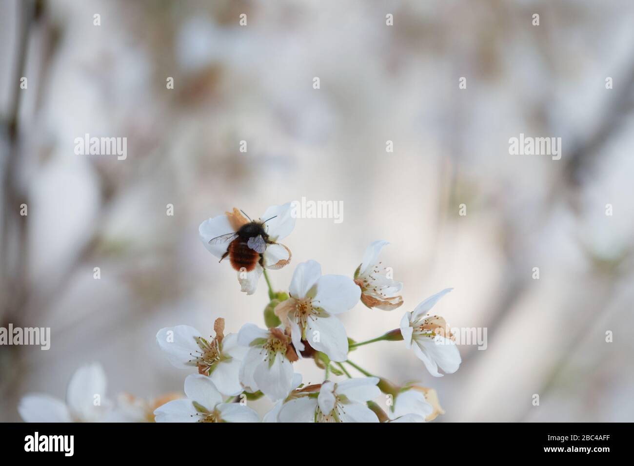 A Bumblebee (Bombus) harvesting pollen from cherry blossoms on a pastel ...